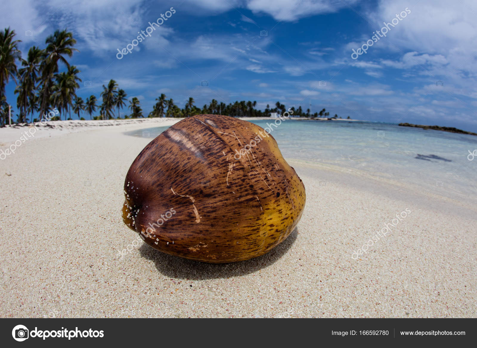 Coconut on Remote Tropical Island Beach Stock Photo by ©ead72 166592780