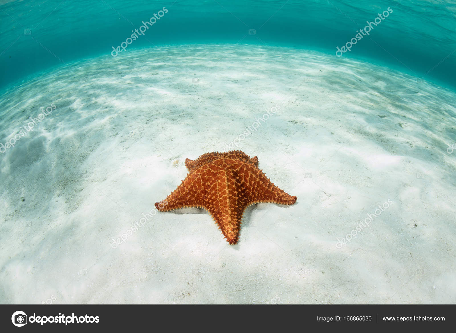 Starfish Photography Underwater