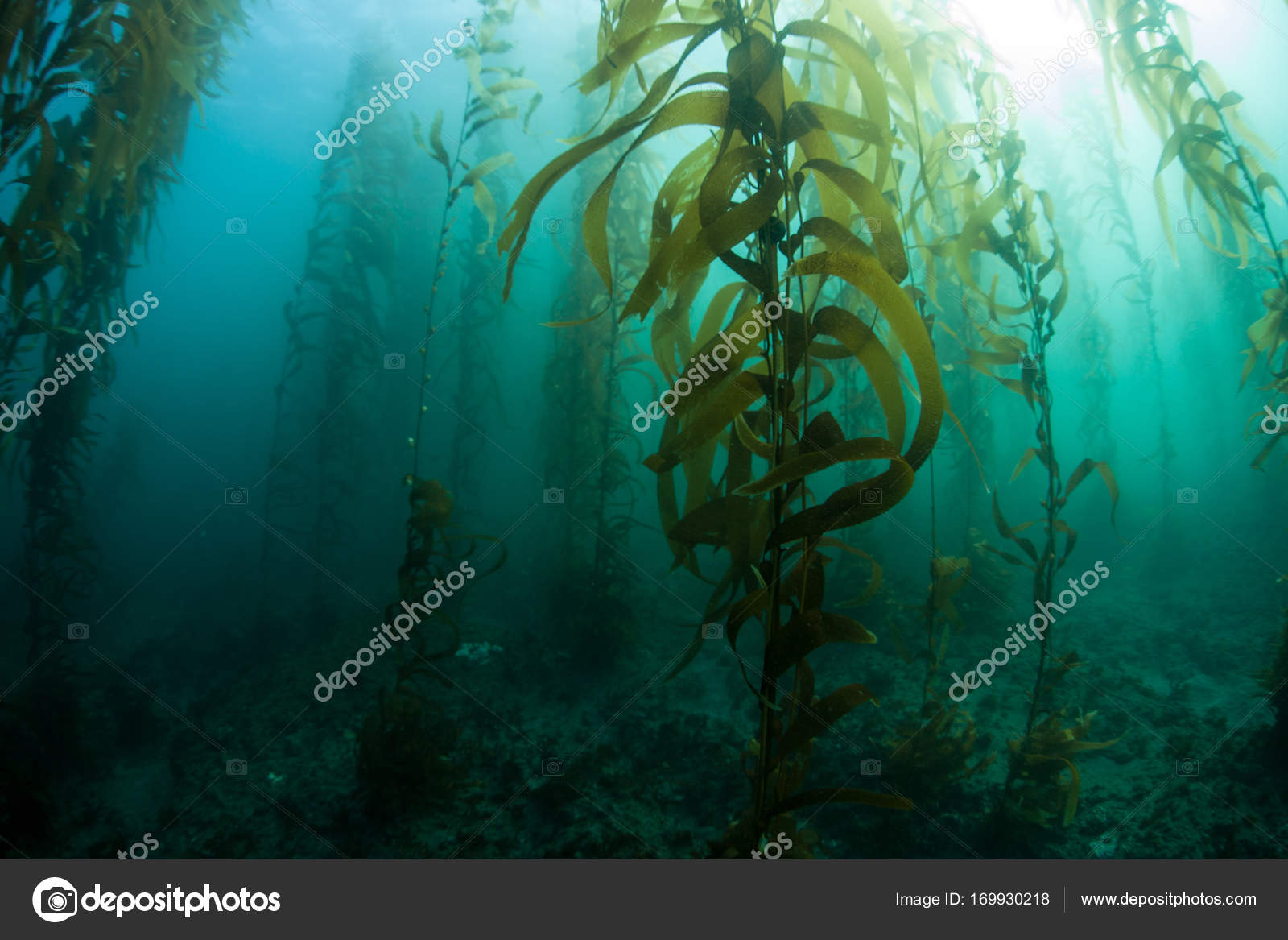 Kelp Forest Underwater in California — Stock Photo © ead72 #169930218