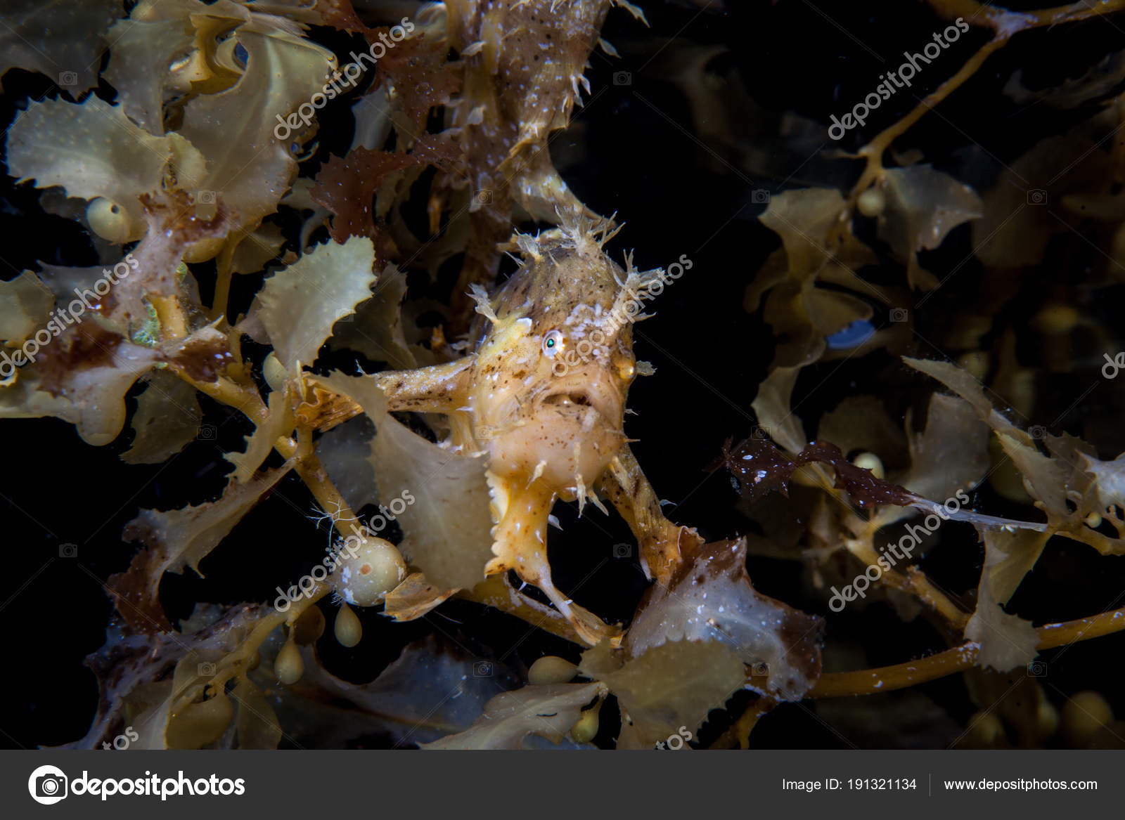 Sargassumfish Histrio Histrio Floats Just Surface Raft Algae Well ...