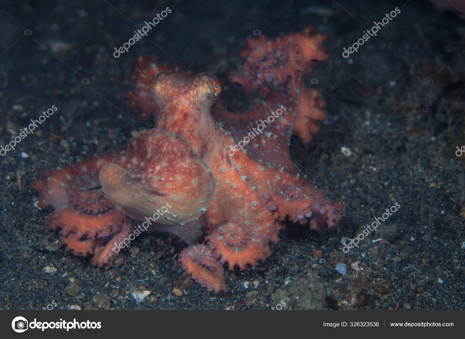 Starry Night Octopus Callistoctopus Luteus Crawls Black Sand Seafloor ...