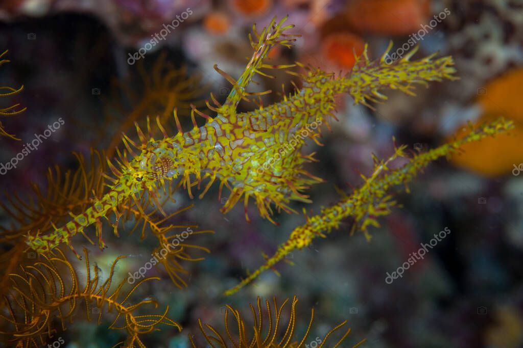 Un par de peces fantasma ornamentados, Solenostomus paradoxus, flotan ...