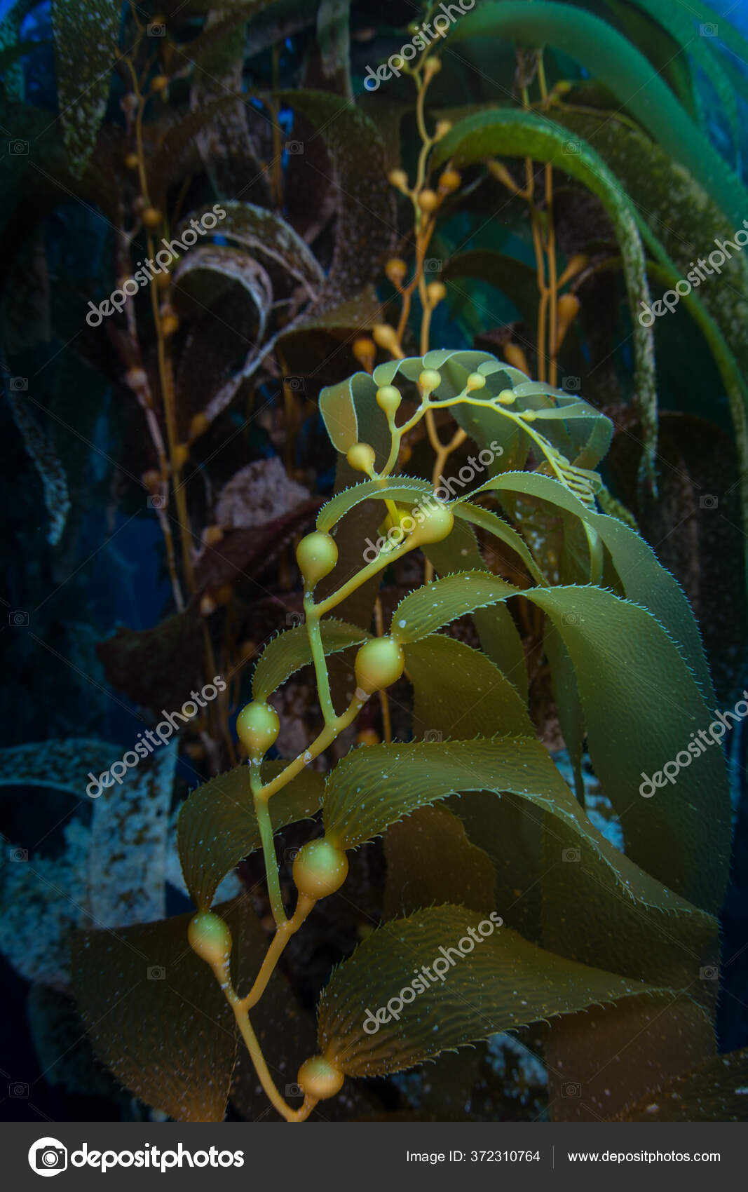 Giant Kelp Macrocystis Pyrifera Grows Cold Eastern Pacific Waters Flow ...