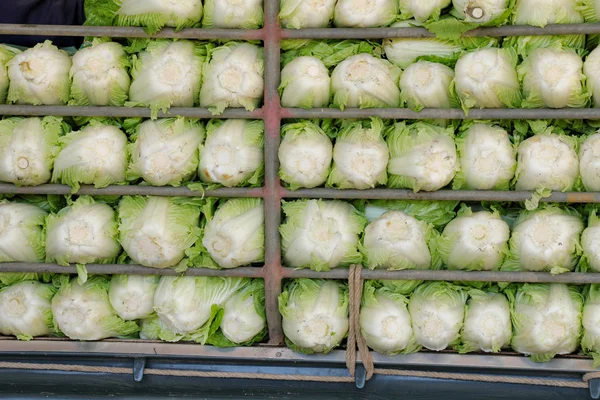 Beijing cabbage growth Stock Photos, Royalty Free Beijing cabbage ...