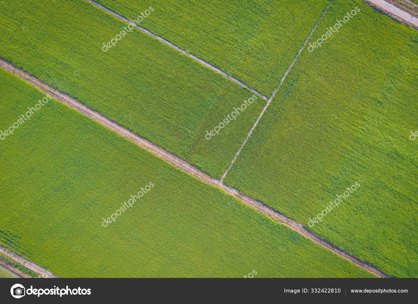 Aerial image of beautiful green paddy rice field and walkways in ...