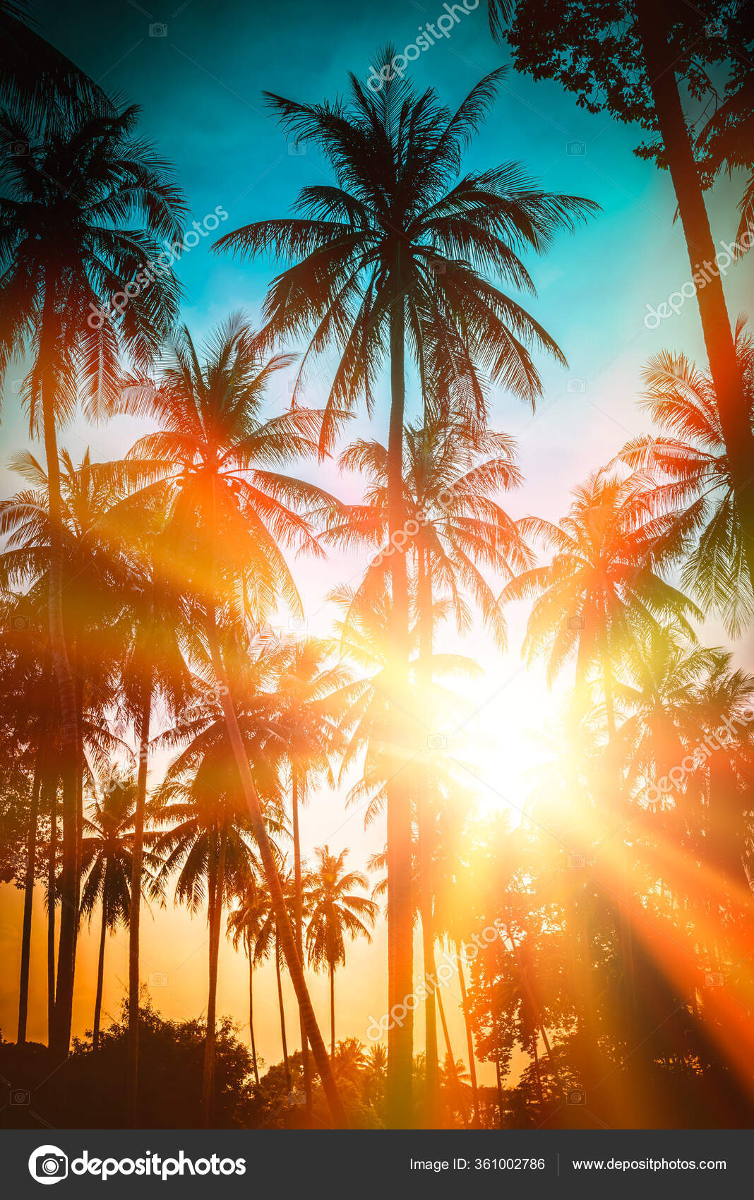 Vintage Palm Trees Sunset