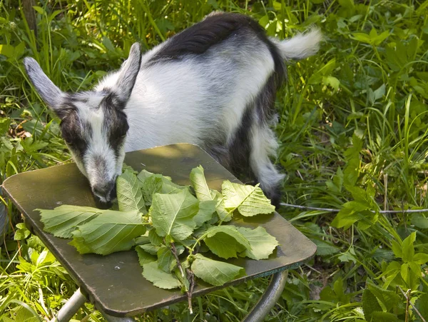 Common goat Stock Photos, Royalty Free Common goat Images | Depositphotos®