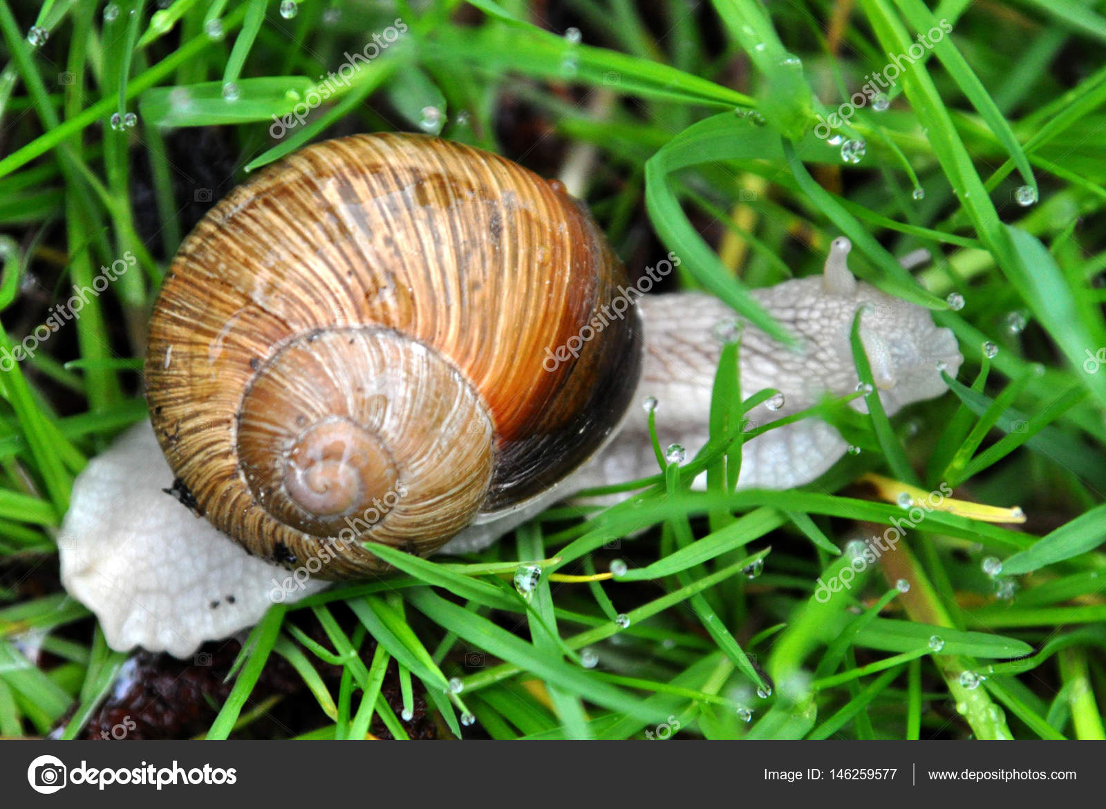 Snail Grass Land Clam Shell — Stock Photo © avstraliavasin #146259577