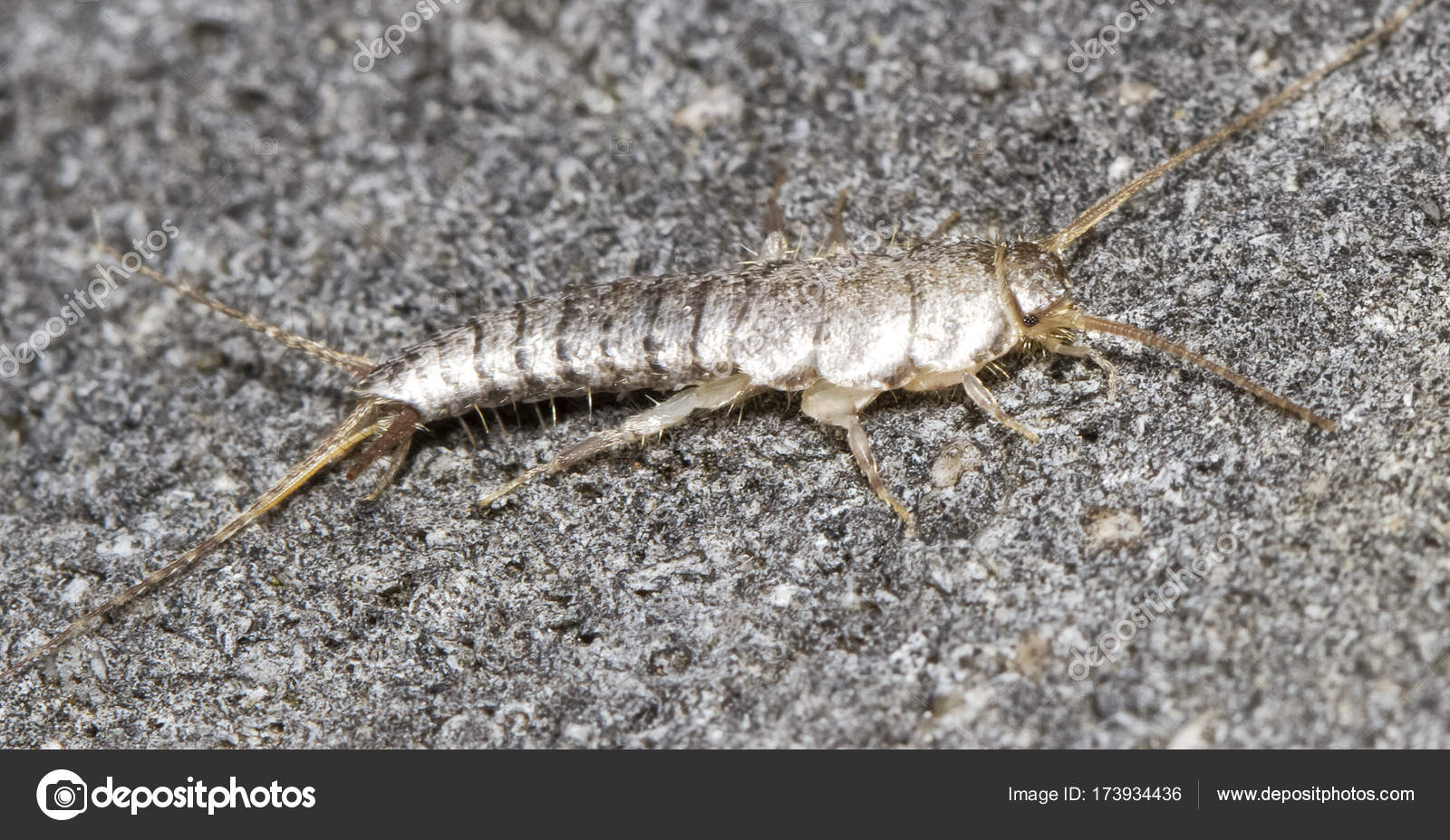 Insectes Dans La Maison Poissons D Argent | Ventana Blog