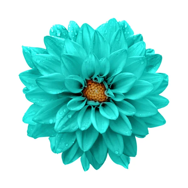 Turquoise flower Stock Photos, Royalty Free Turquoise flower Images ...
