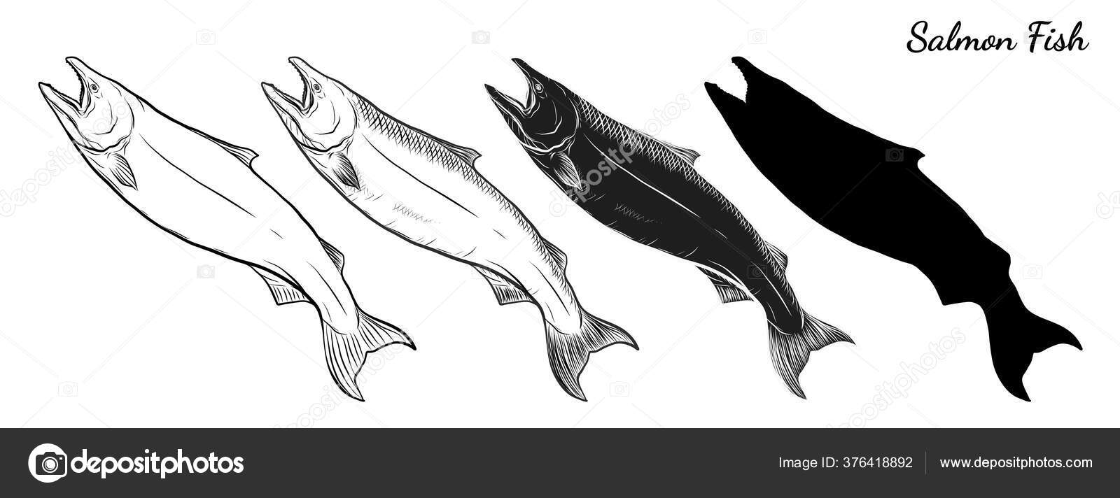 Salmon Art Highly Detailed Line Art Style Fish Vector Hand — Stock ...