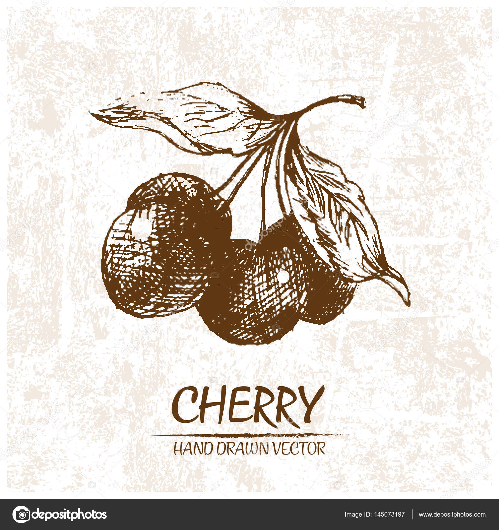 Digital vector detailed cherry hand drawn Stock Vector Image by ...