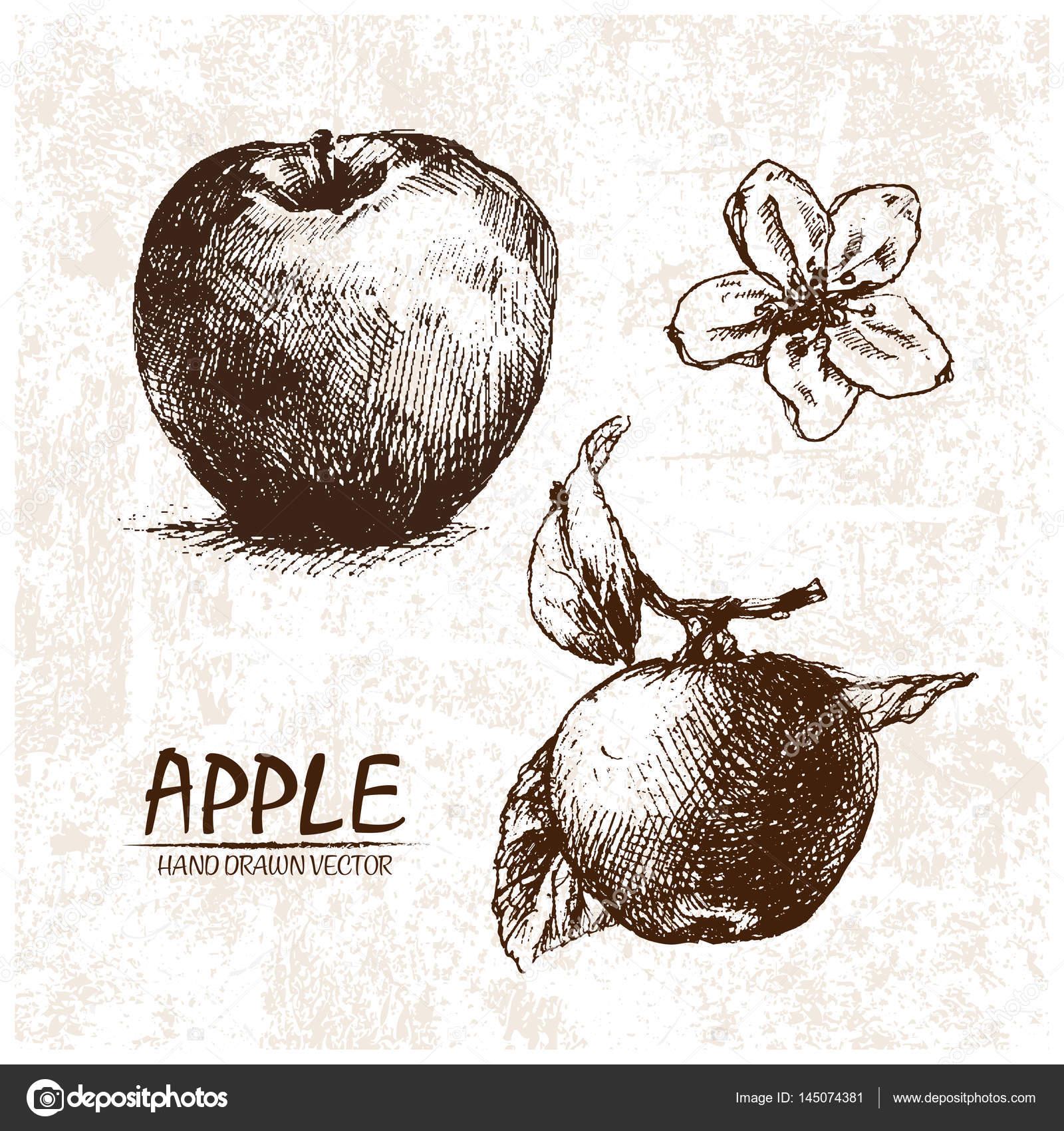 Digital vector detailed apple hand drawn Stock Vector by ©frimufilms ...
