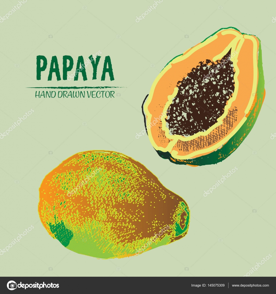 Digital vector detailed color papaya hand drawn Stock Vector by ...