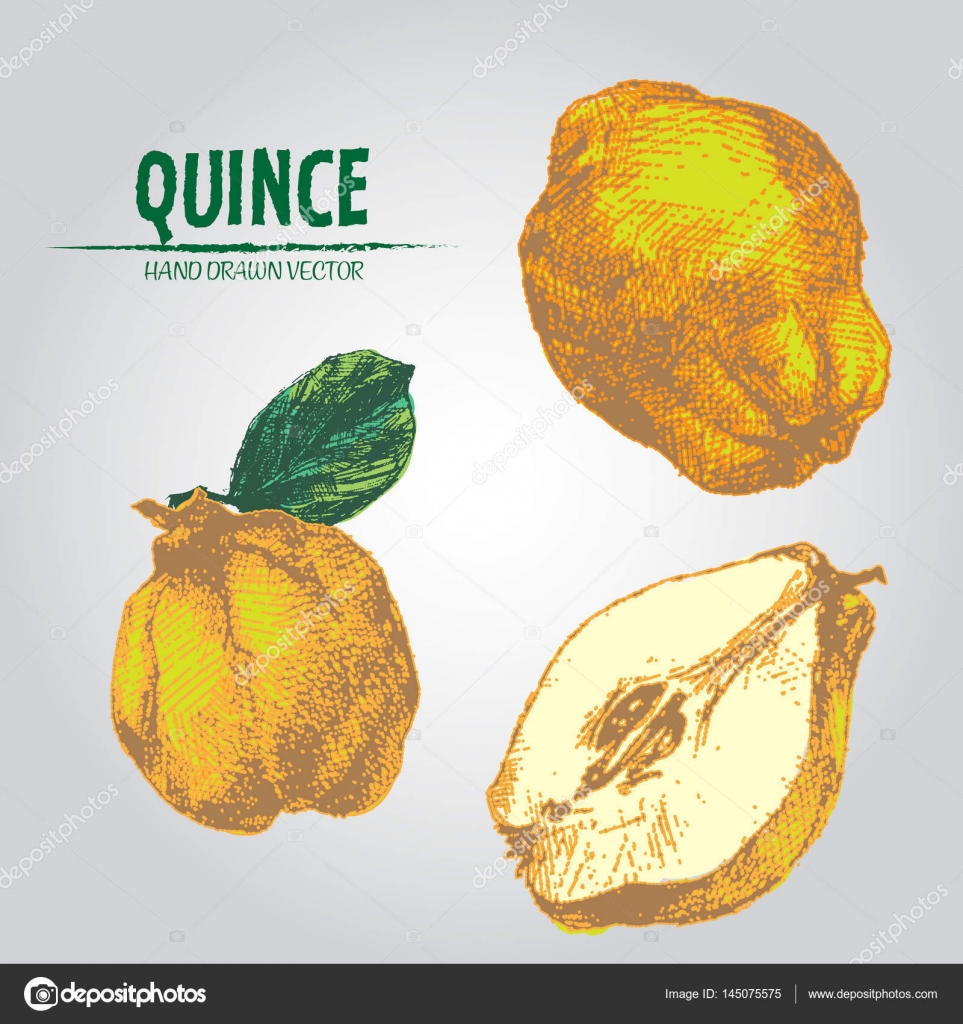 Digital vector detailed color quince hand drawn Stock Vector by ...
