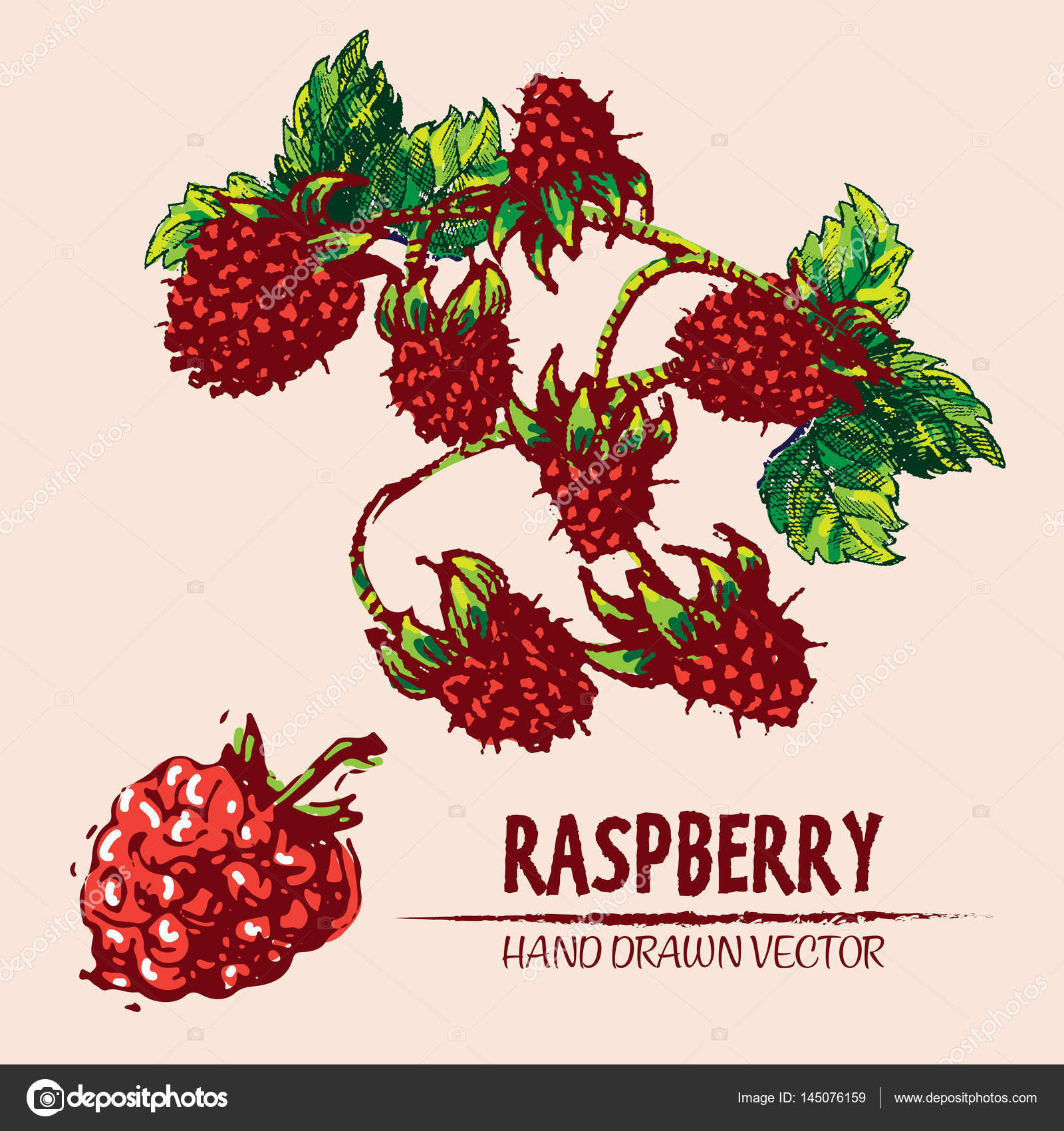 Digital vector detailed color raspberry hand drawn Stock Vector by ...
