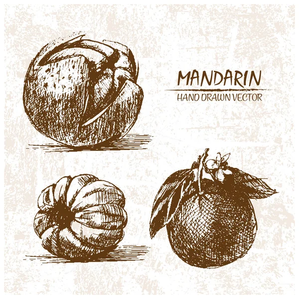 100,000 Mandarin Vector Images | Depositphotos