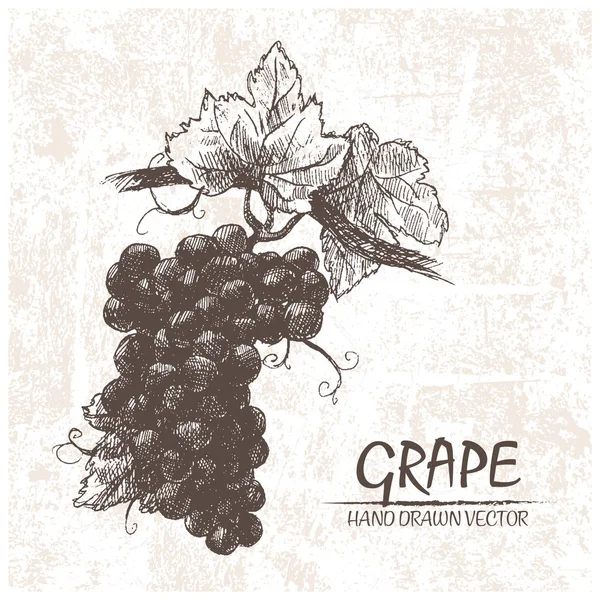 Digital vector detailed grape hand drawn - Stock Image - Everypixel