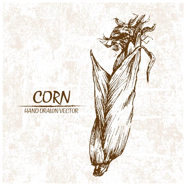 Digital vector detailed corn hand drawn Stock Vector Image by ...