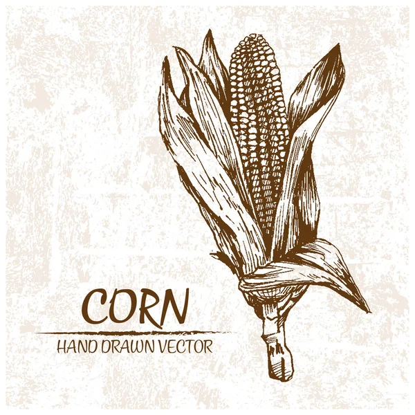Digital vector detailed corn hand drawn Stock Vector Image by ...