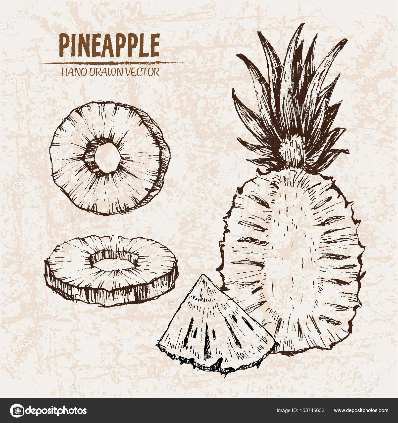 Digital vector detailed line art pineapple Stock Vector by ©frimufilms ...
