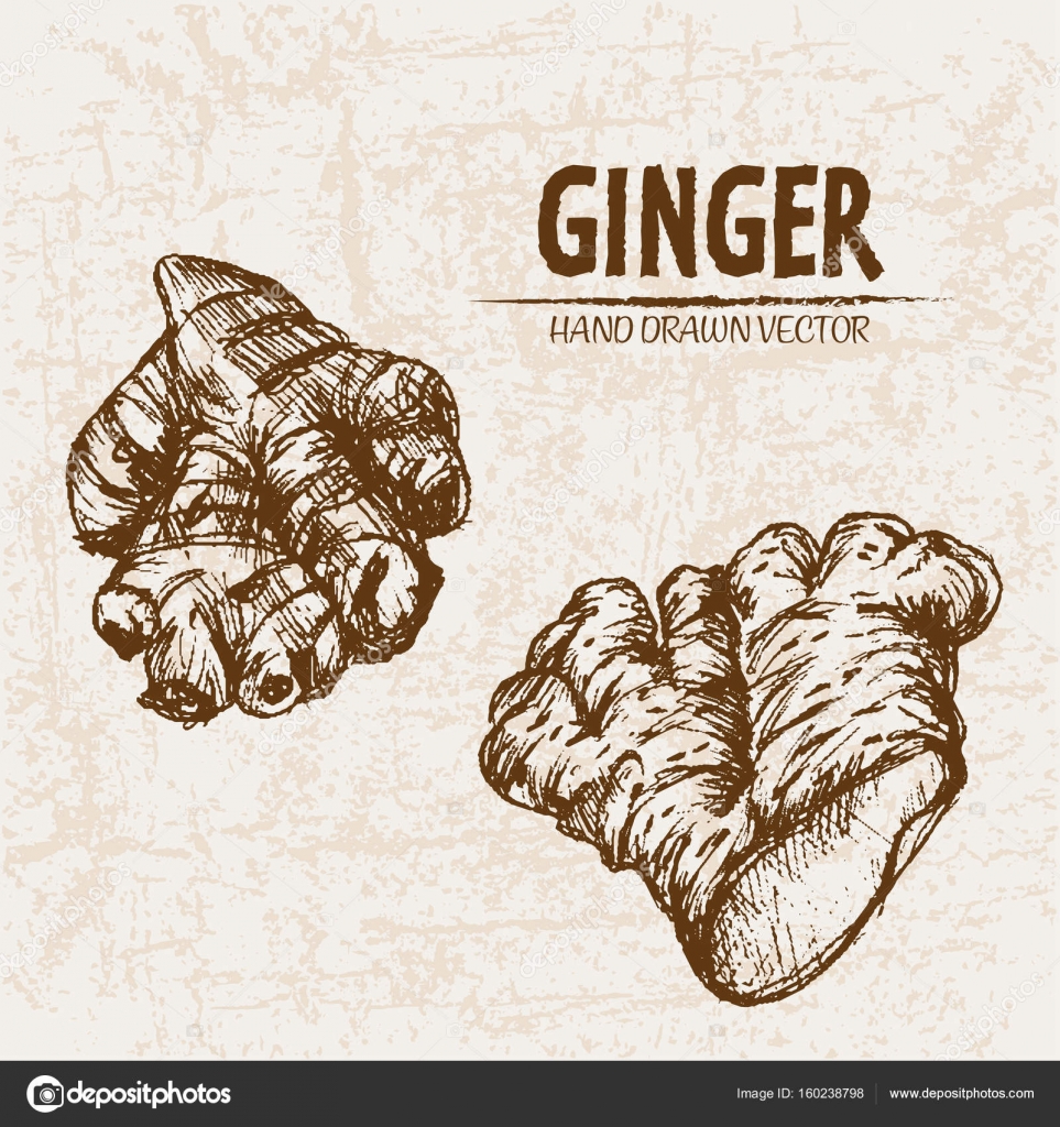 Digital vector detailed line art ginger Stock Illustration by ...