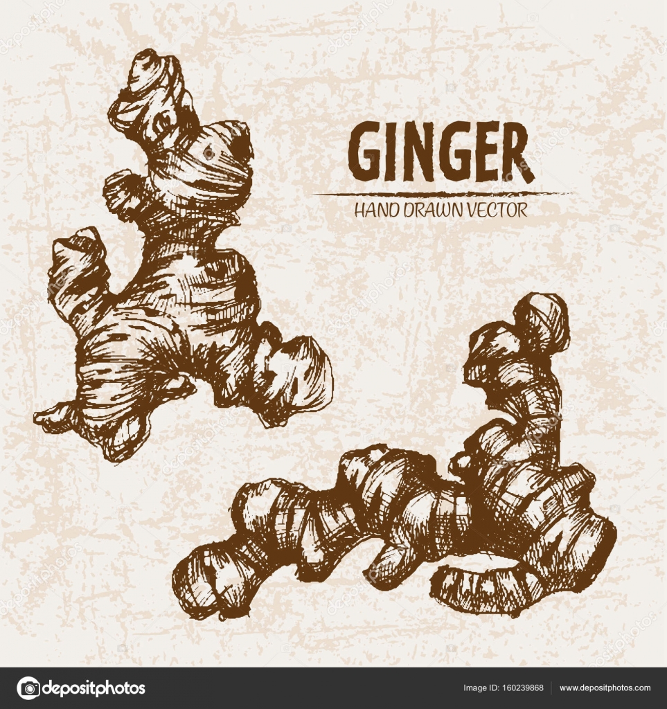 Digital vector detailed line art ginger Stock Illustration by ...