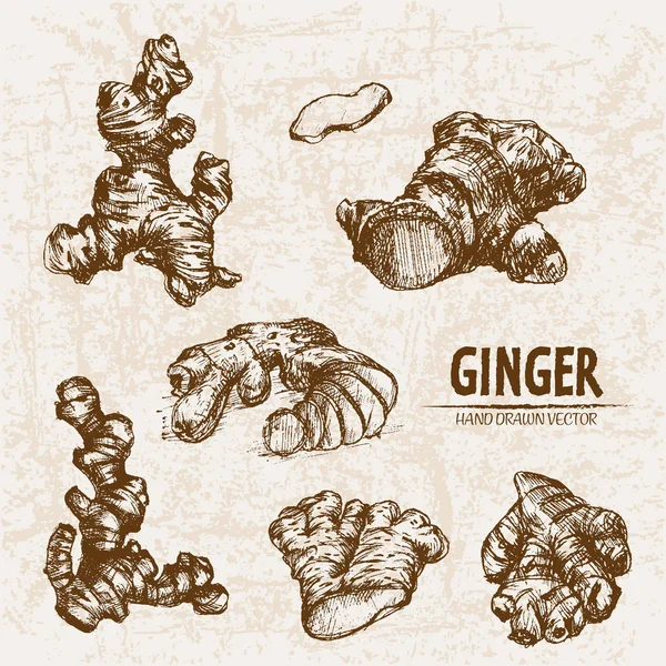 1,471 Ginger line art Vector Images, Royalty-free Ginger line art ...