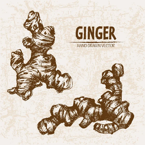 1,471 Ginger line art Vector Images, Royalty-free Ginger line art ...