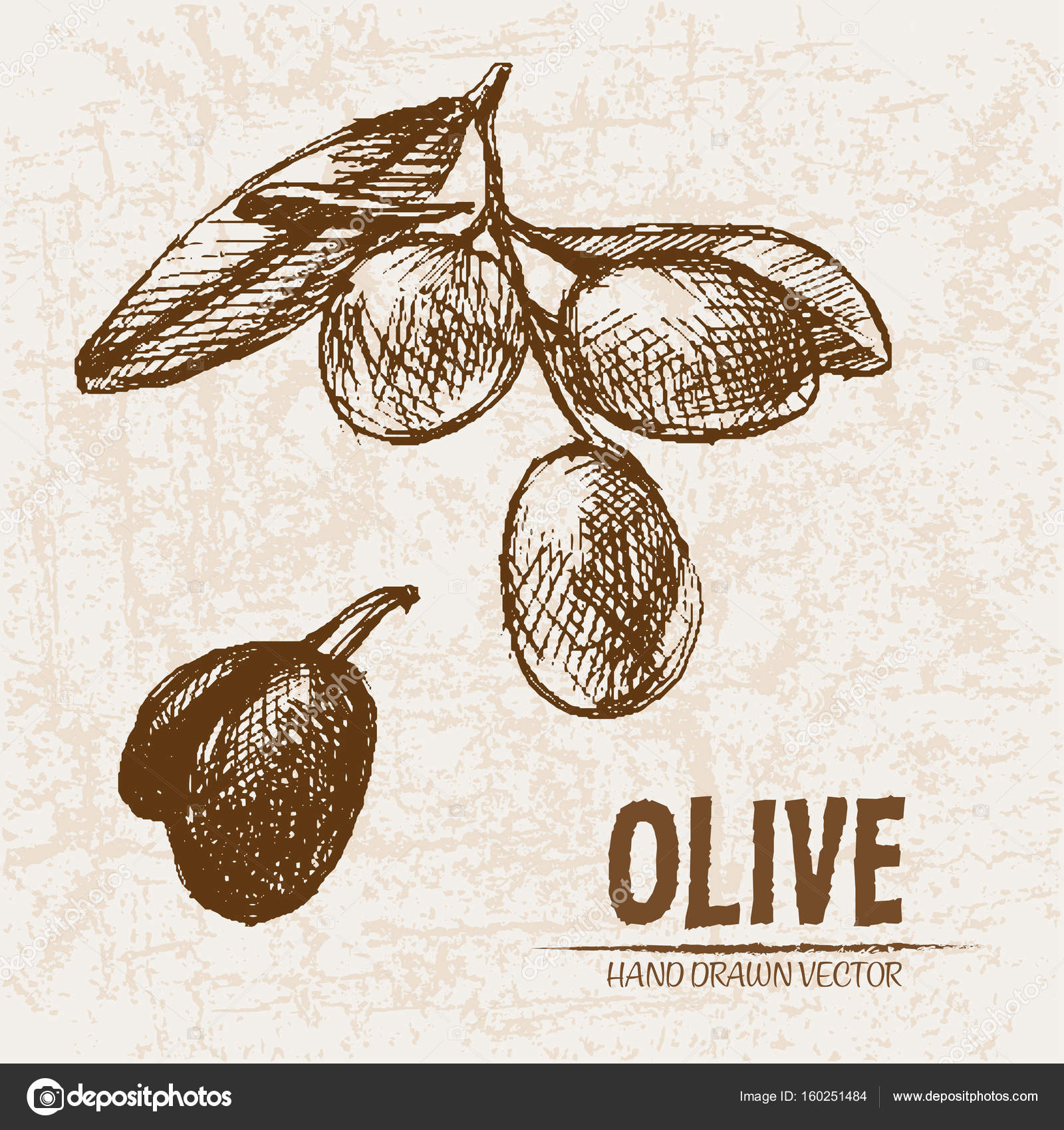 Digital vector detailed line art olive Stock Vector Image by ...