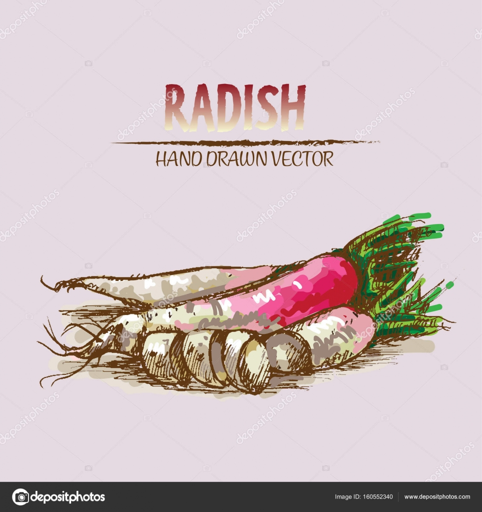 Digital vector detailed line art radish Stock Vector by ©frimufilms ...