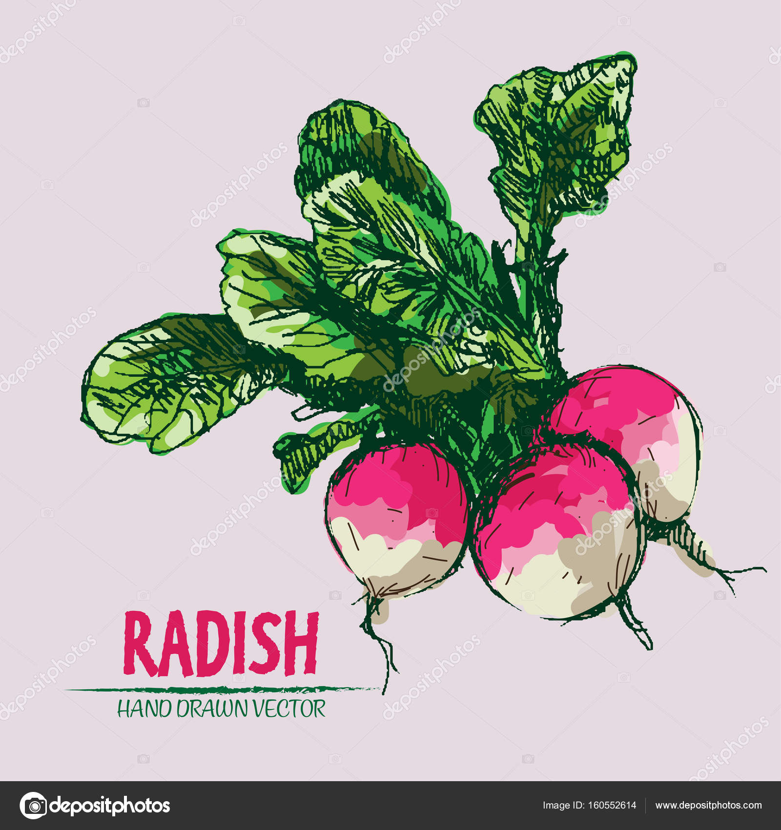 Digital vector detailed line art radish Stock Vector by ©frimufilms ... Digital vector detailed line art radish Stock Vector by ©frimufilms ...