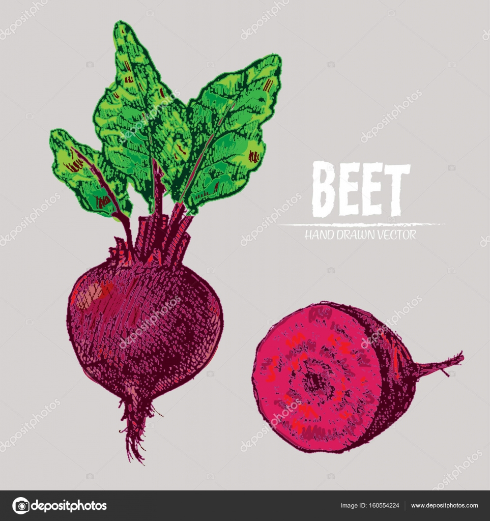 Vector digital línea detallada arte color remolacha Vector de stock ...