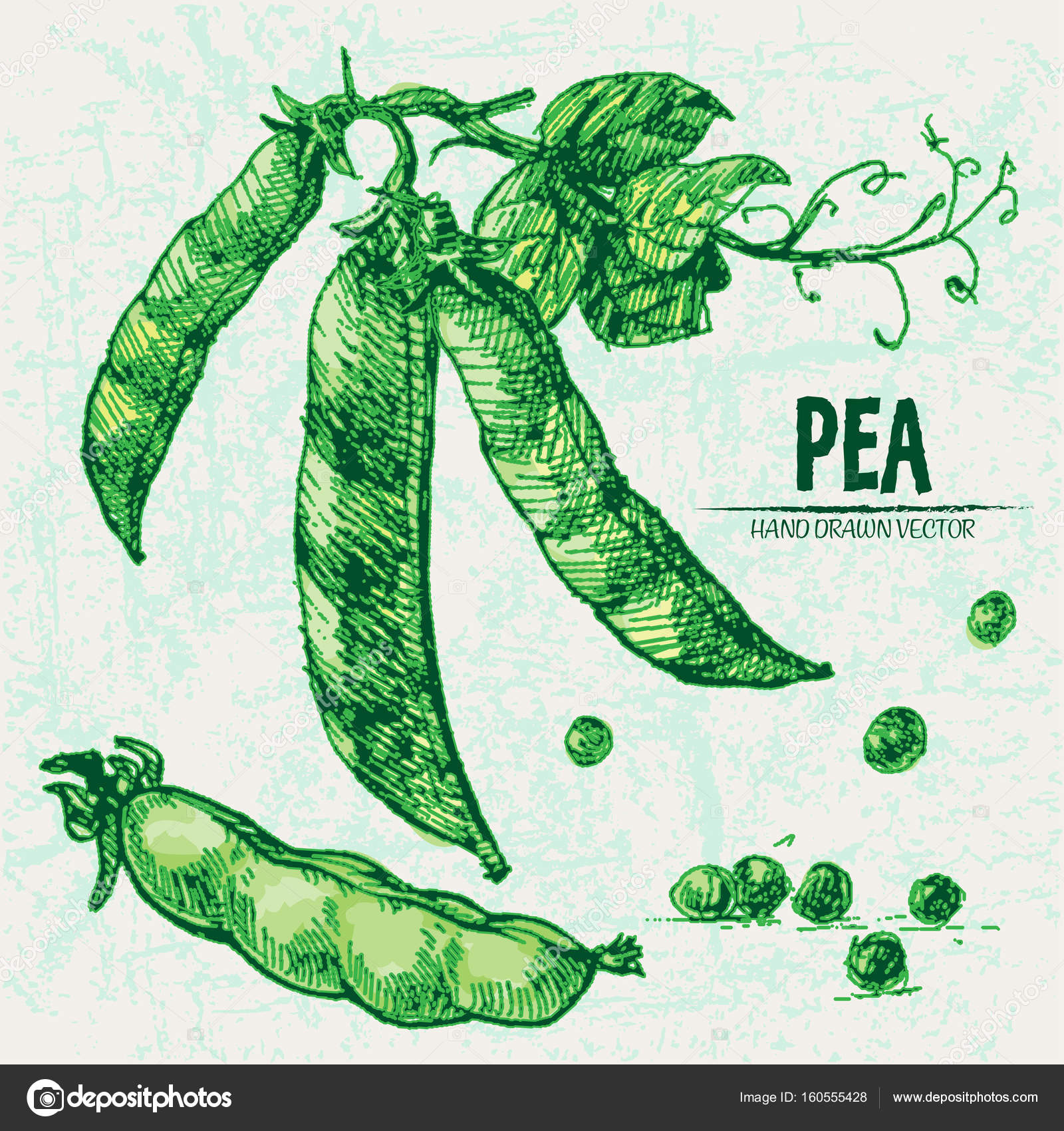 Digital vector detailed line art color pea Stock Vector by ©frimufilms ...