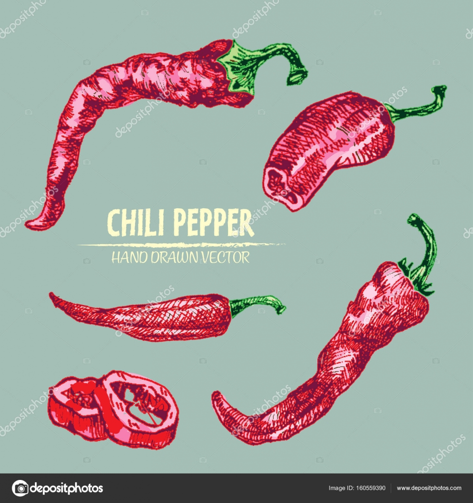 Digital vector detailed line art chili Stock Vector Image by ...