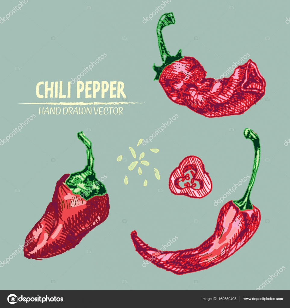 Digital vector detailed line art chili Stock Vector by ©frimufilms ... Digital vector detailed line art chili Stock Vector by ©frimufilms ...
