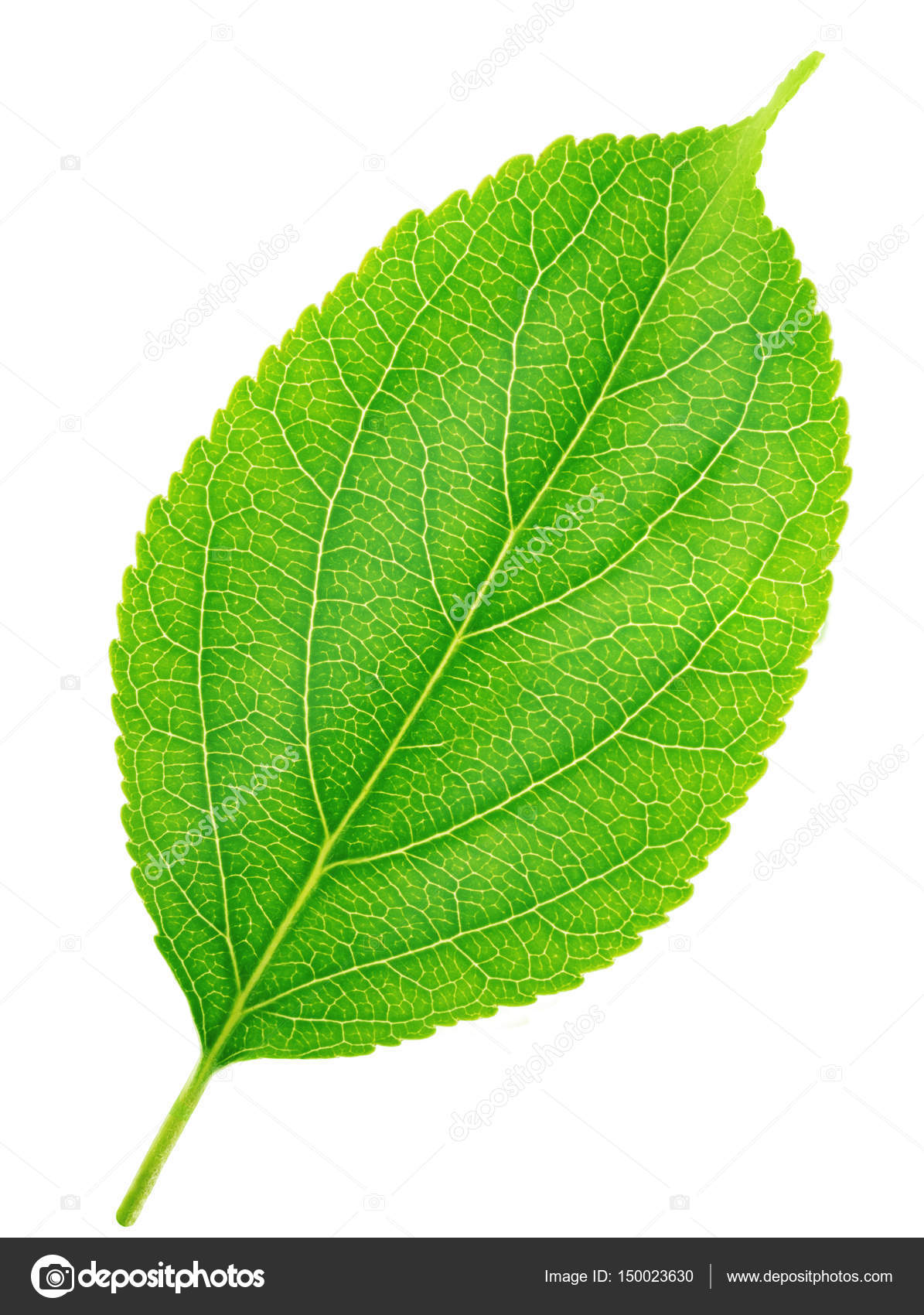 Apple Tree Leaf Tree