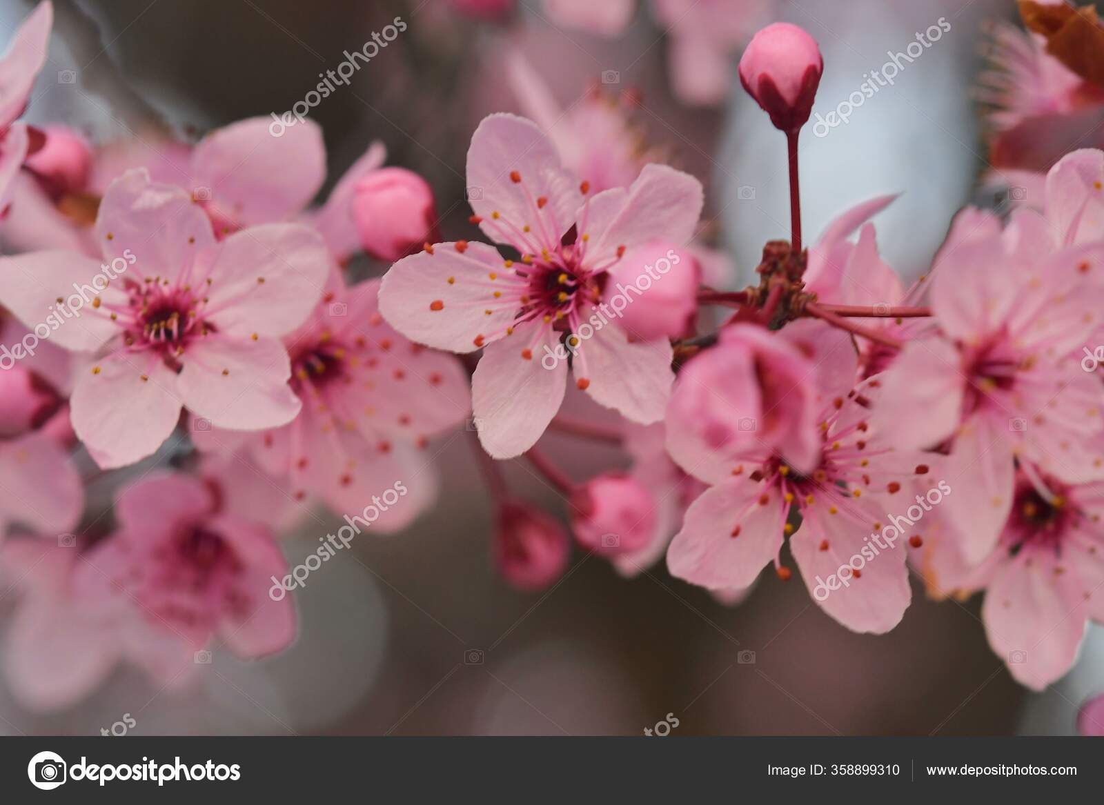 Prunus Serrulata Fruit