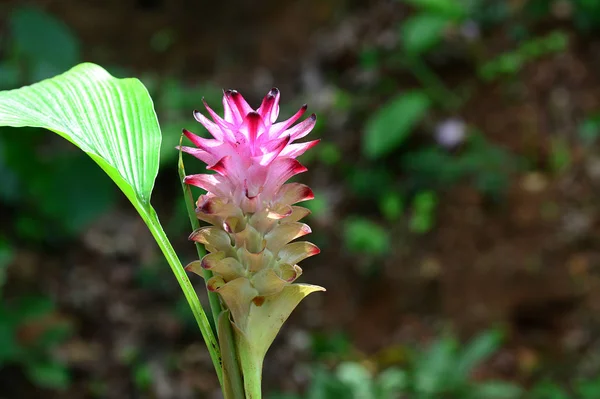 Fotos de Cúrcuma comosa, Imagens de Cúrcuma comosa sem royalties ...