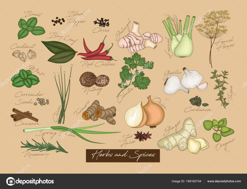 Collection of herbs and spices Stock Vector by ©artnovi 169162744