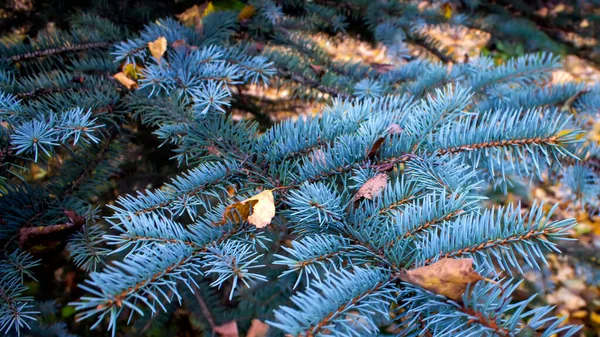 Pohon cedar atlas biru Stock Photos, Royalty Free Pohon cedar atlas ...