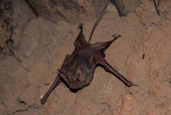 Common vampire bat Stock Photos, Royalty Free Common vampire bat Images ...