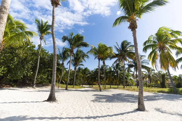 Tall palm trees grow on the clear white sand by the sea. Morning view ...