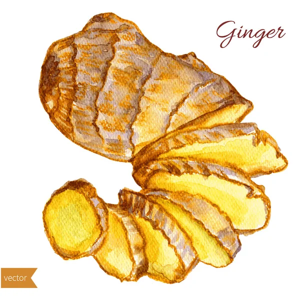 Ginger root Vector Art Stock Images | Depositphotos