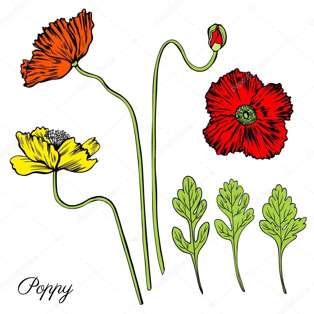 Poppy Flower Bud Leaves Vector Engraving Sketch Hand Drawn Isolated