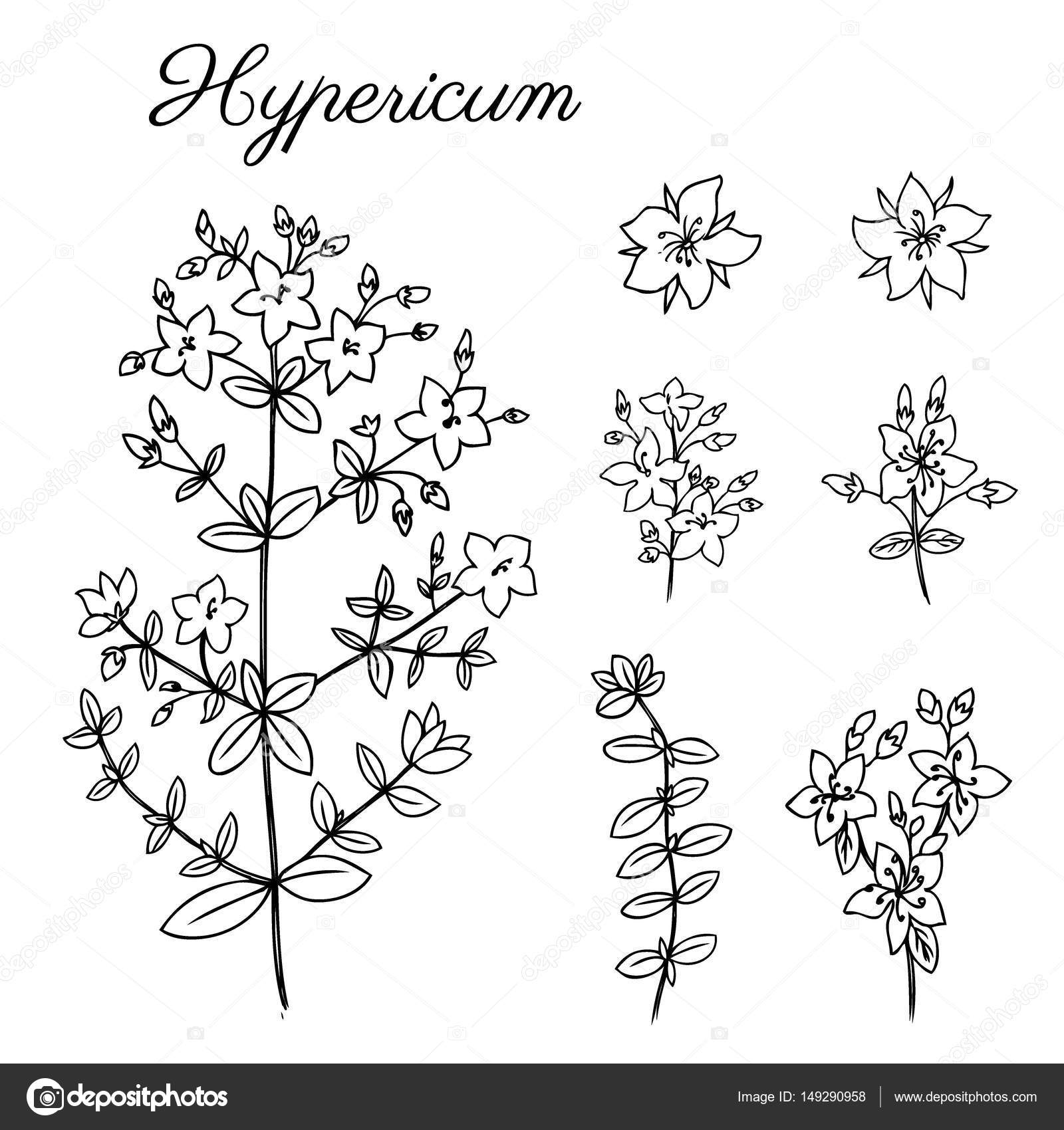 Hand drawn collection of hypericum branches Stock Vector Image by ©m-e ...