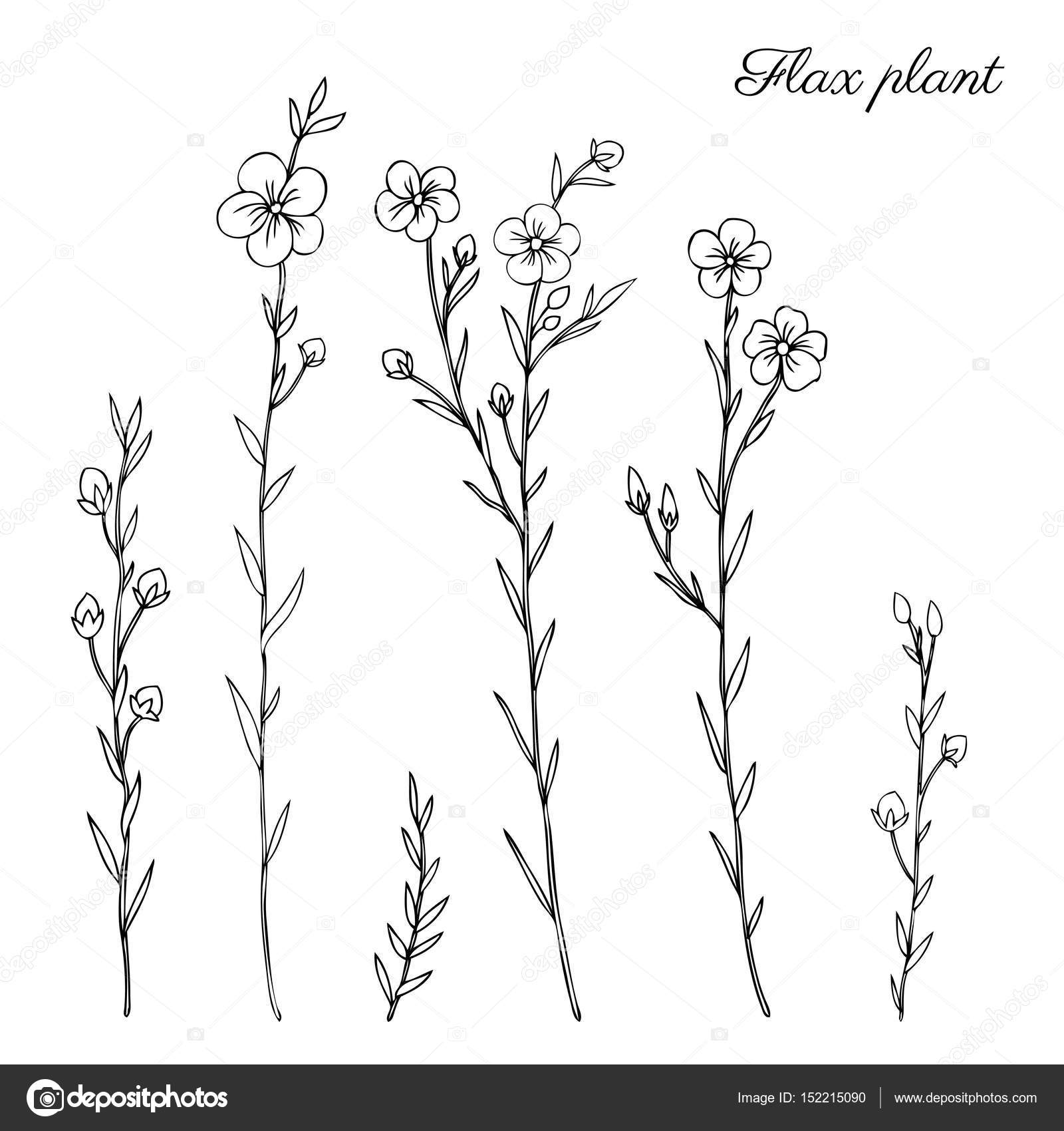 Flax plant, wild field flower isolated on white, botanical hand drawn ...
