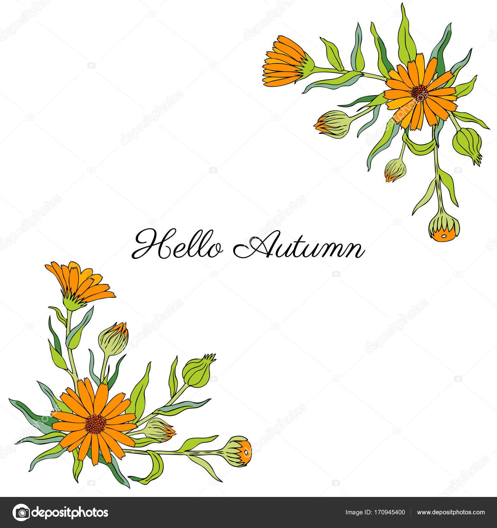 Calendula flower isolated on white background, botanical hand drawn ...