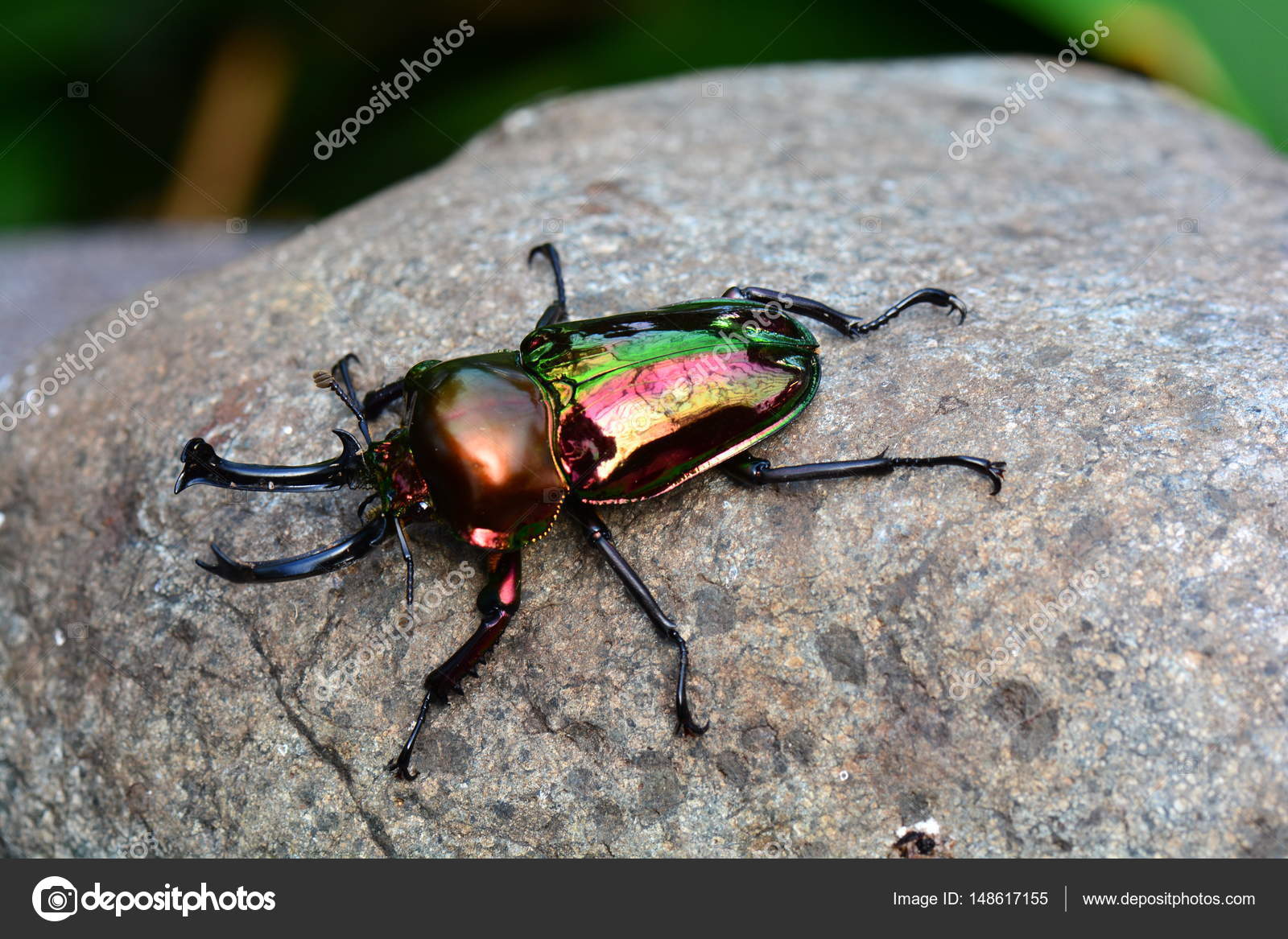 Rainbow stag beetle portrait Stock Photo by ©bornin54 148617155