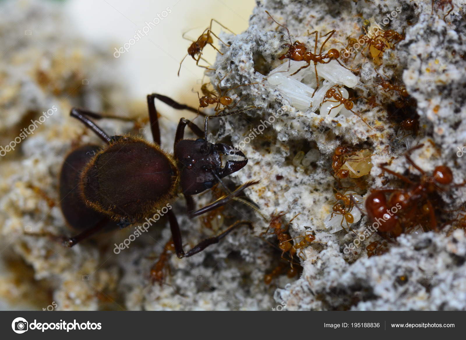 Leaf Cutter Ant Queen Queen Leaf Cutter Ants — Stock Photo © bornin54 ...